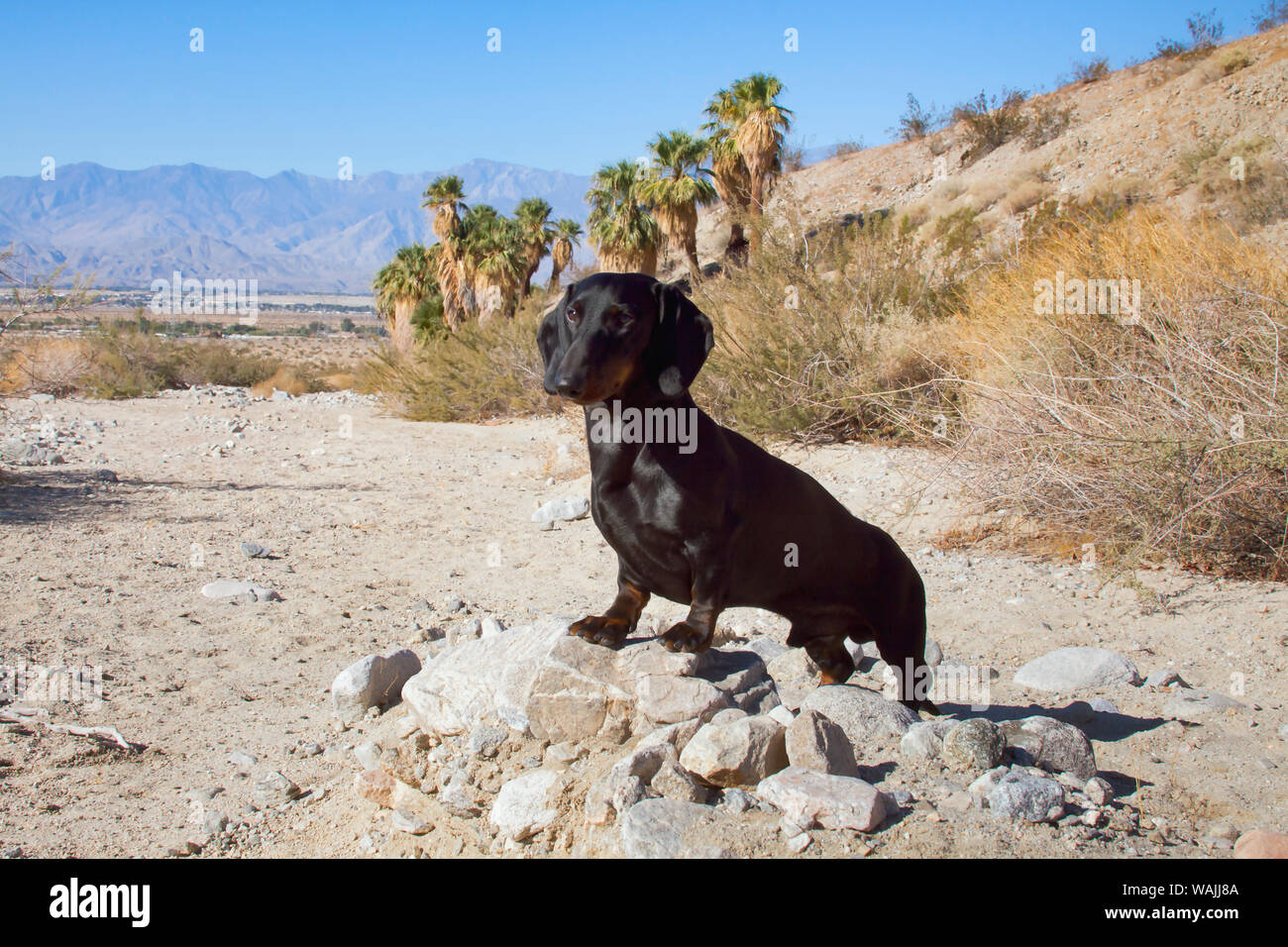 Doxen in the desert Stock Photo - Alamy