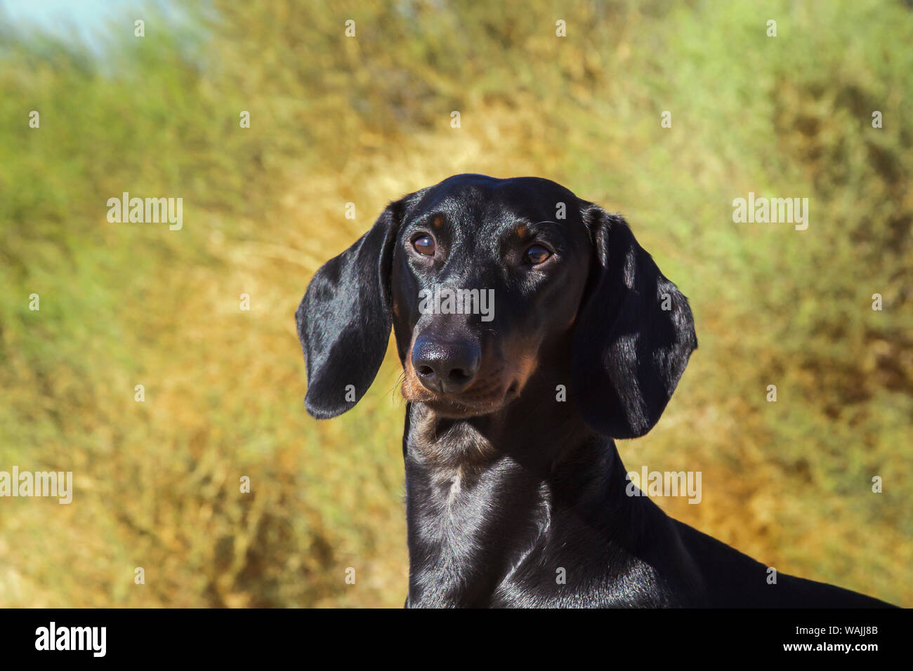 Coachella desert hi-res stock photography and images - Alamy