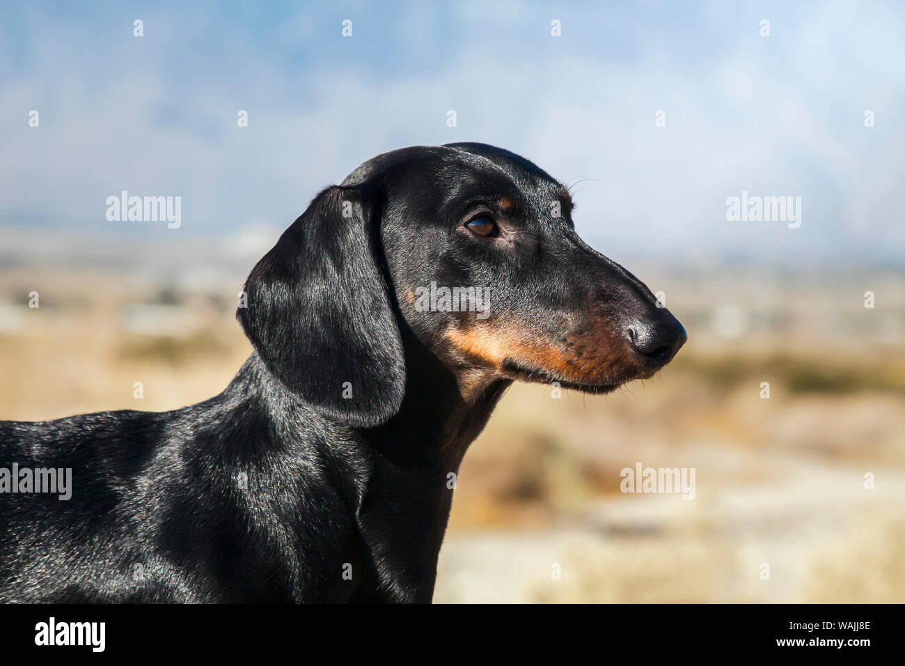 Doxen in the desert Stock Photo - Alamy