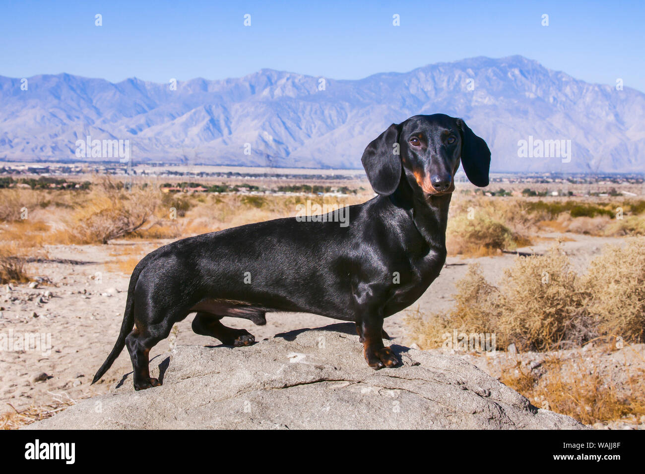 Doxen in the desert Stock Photo - Alamy
