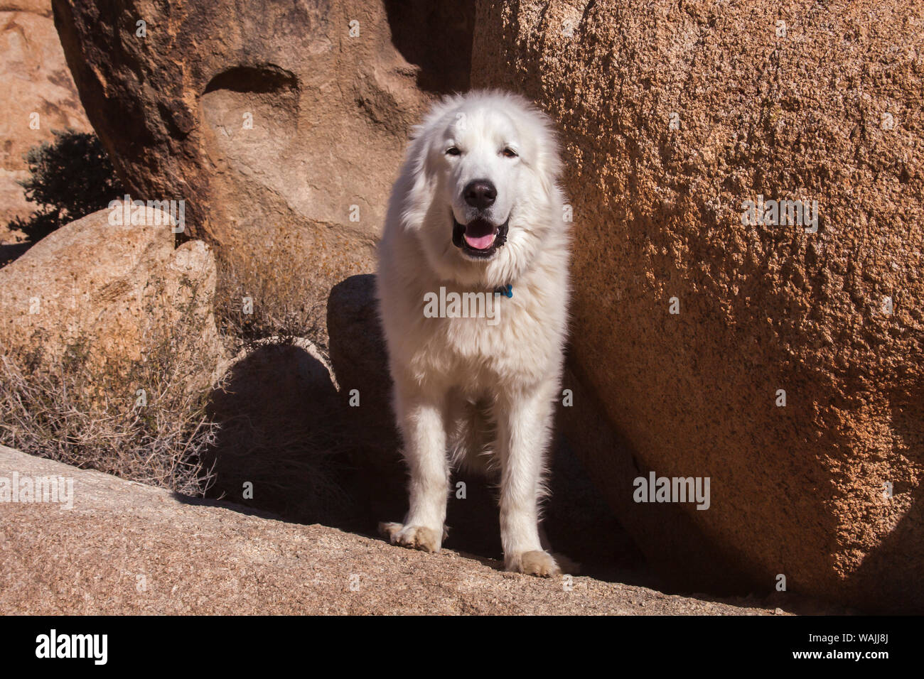 Great Pyrenees on granite boulders Stock Photo - Alamy