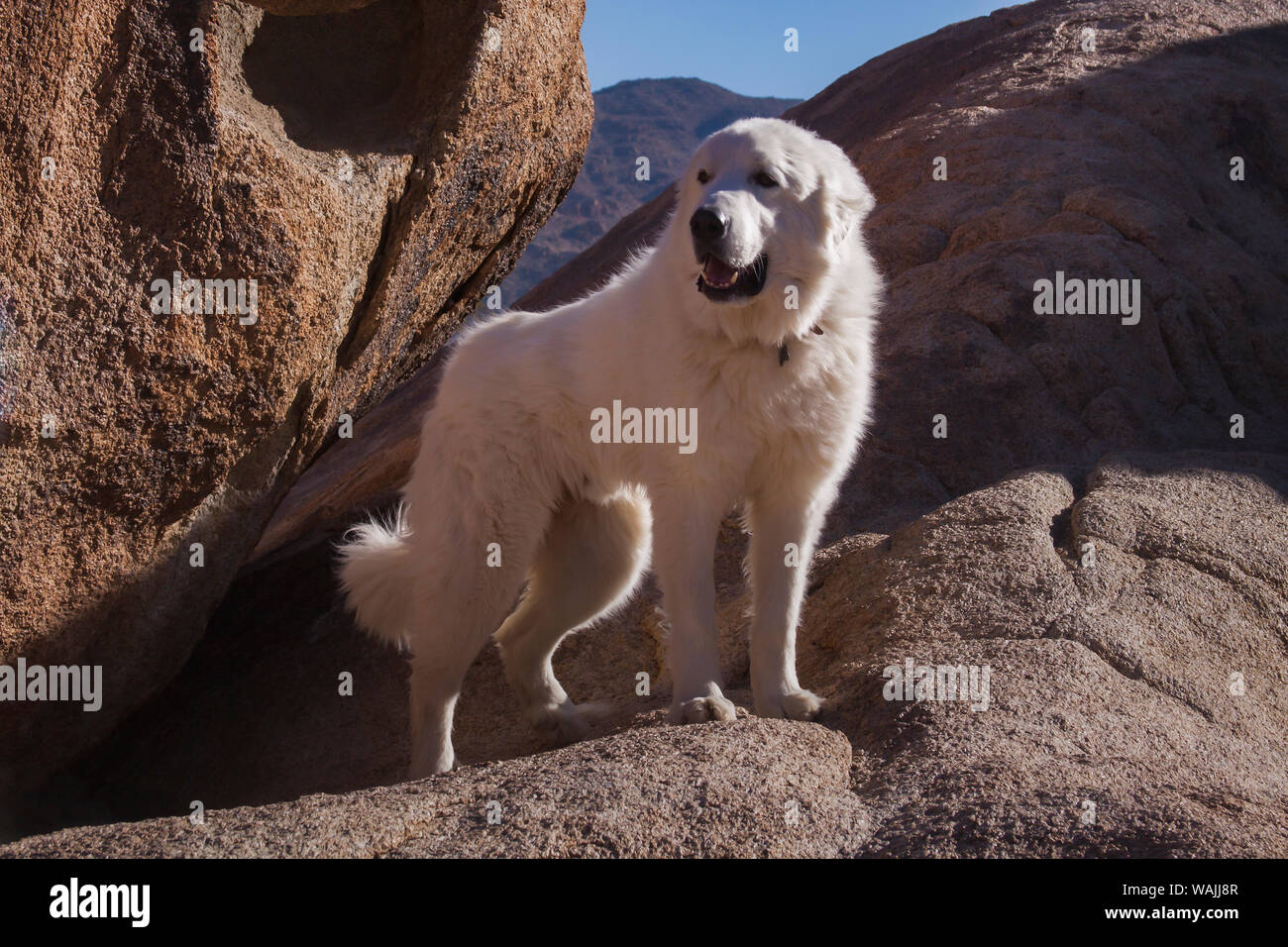 Great Pyrenees on granite boulders Stock Photo - Alamy