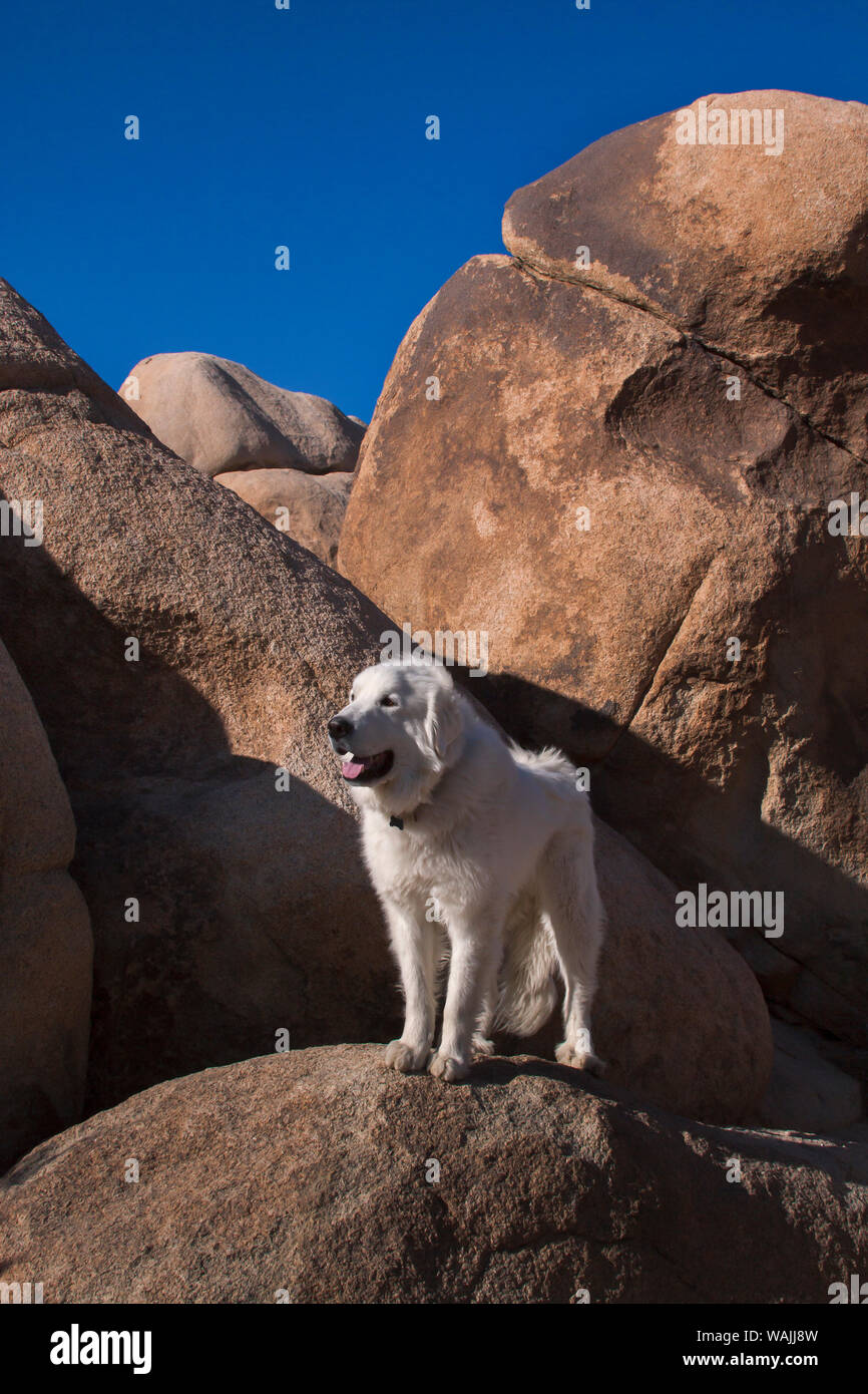 Great Pyrenees on granite boulders Stock Photo - Alamy