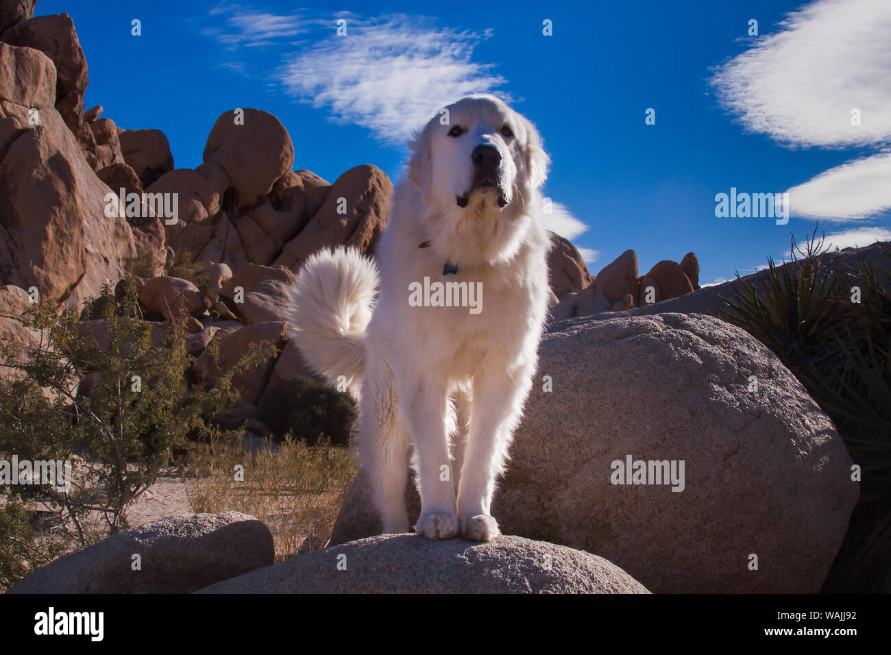 Great Pyrenees on granite boulders Stock Photo - Alamy