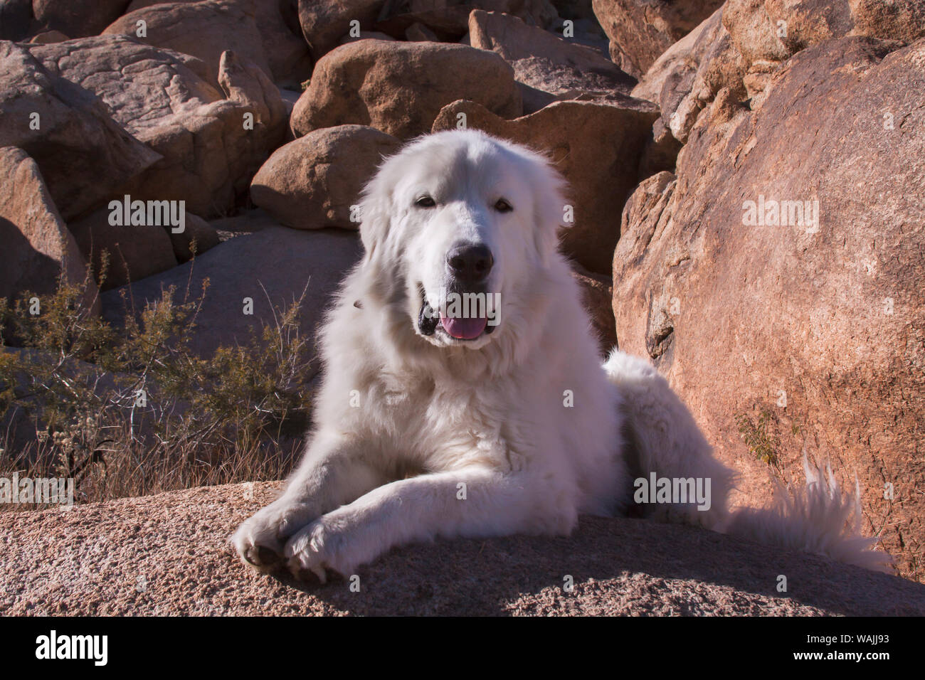 Great Pyrenees on granite boulders Stock Photo - Alamy