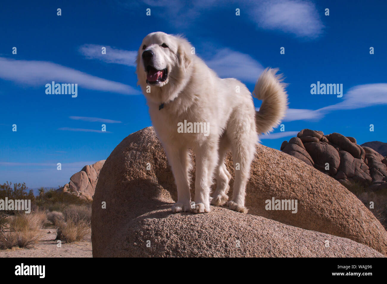 Great Pyrenees on granite boulders Stock Photo - Alamy