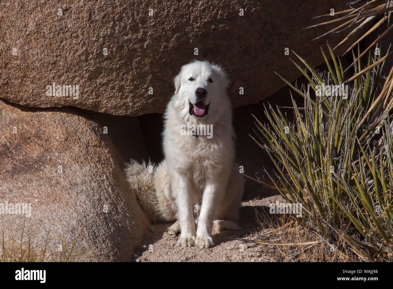 Great Pyrenees on granite boulders Stock Photo - Alamy