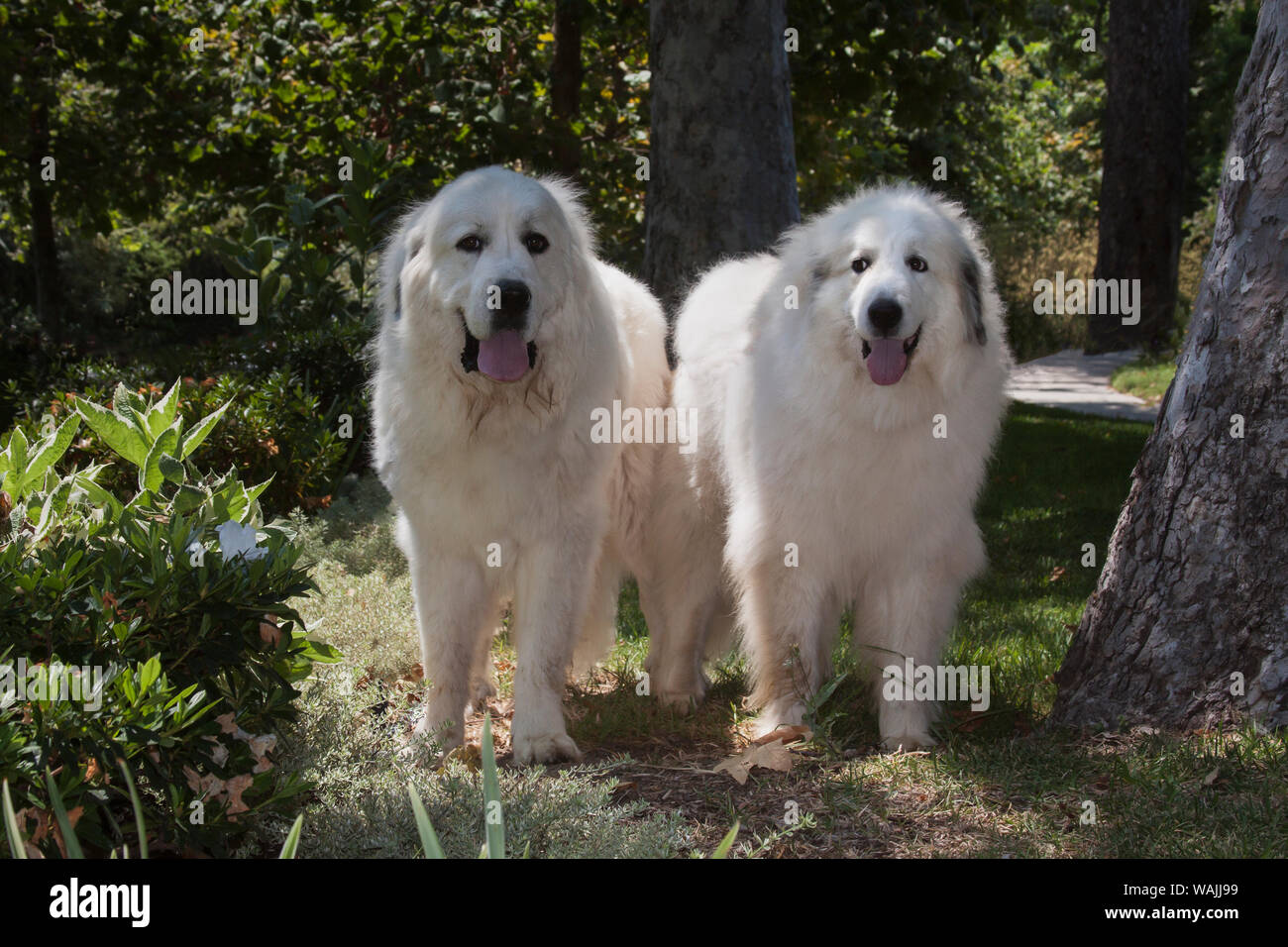 Great Pyrenees in a garden Stock Photo - Alamy
