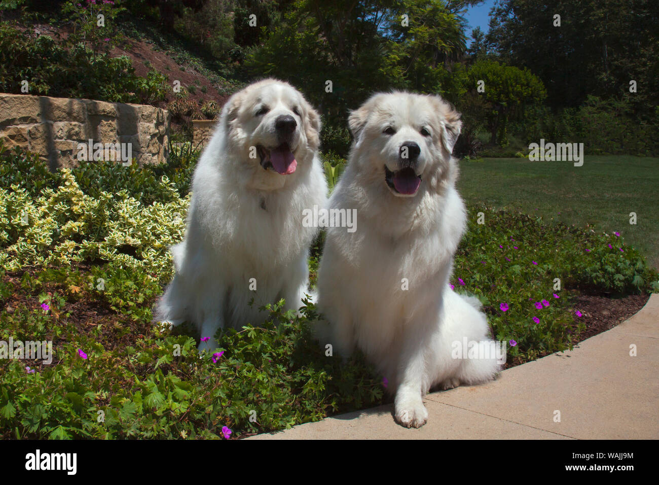 Great Pyrenees in a garden Stock Photo - Alamy