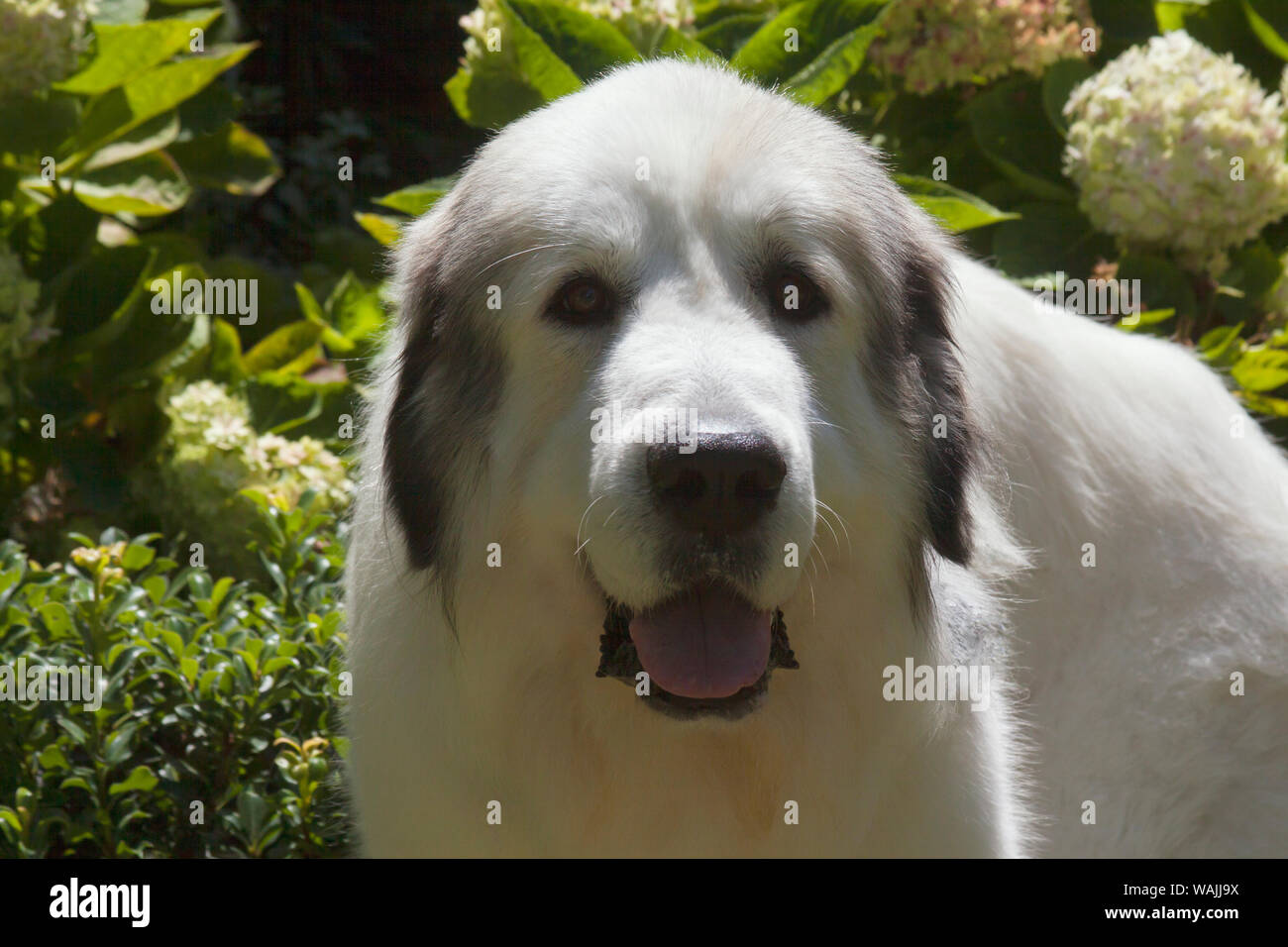 Great Pyrenees in a garden Stock Photo - Alamy