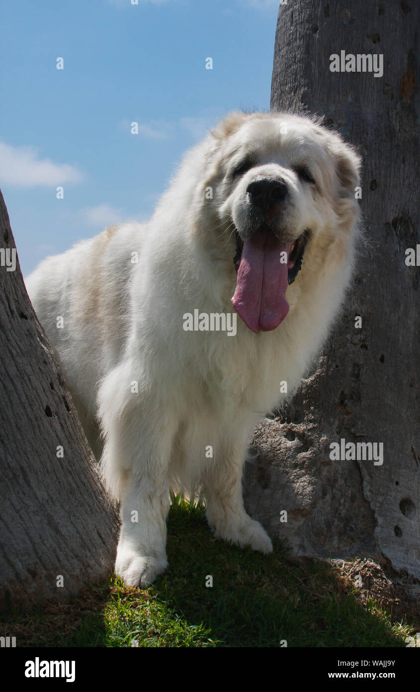 Chien Des Pyrenees High Resolution Stock Photography and Images - Alamy