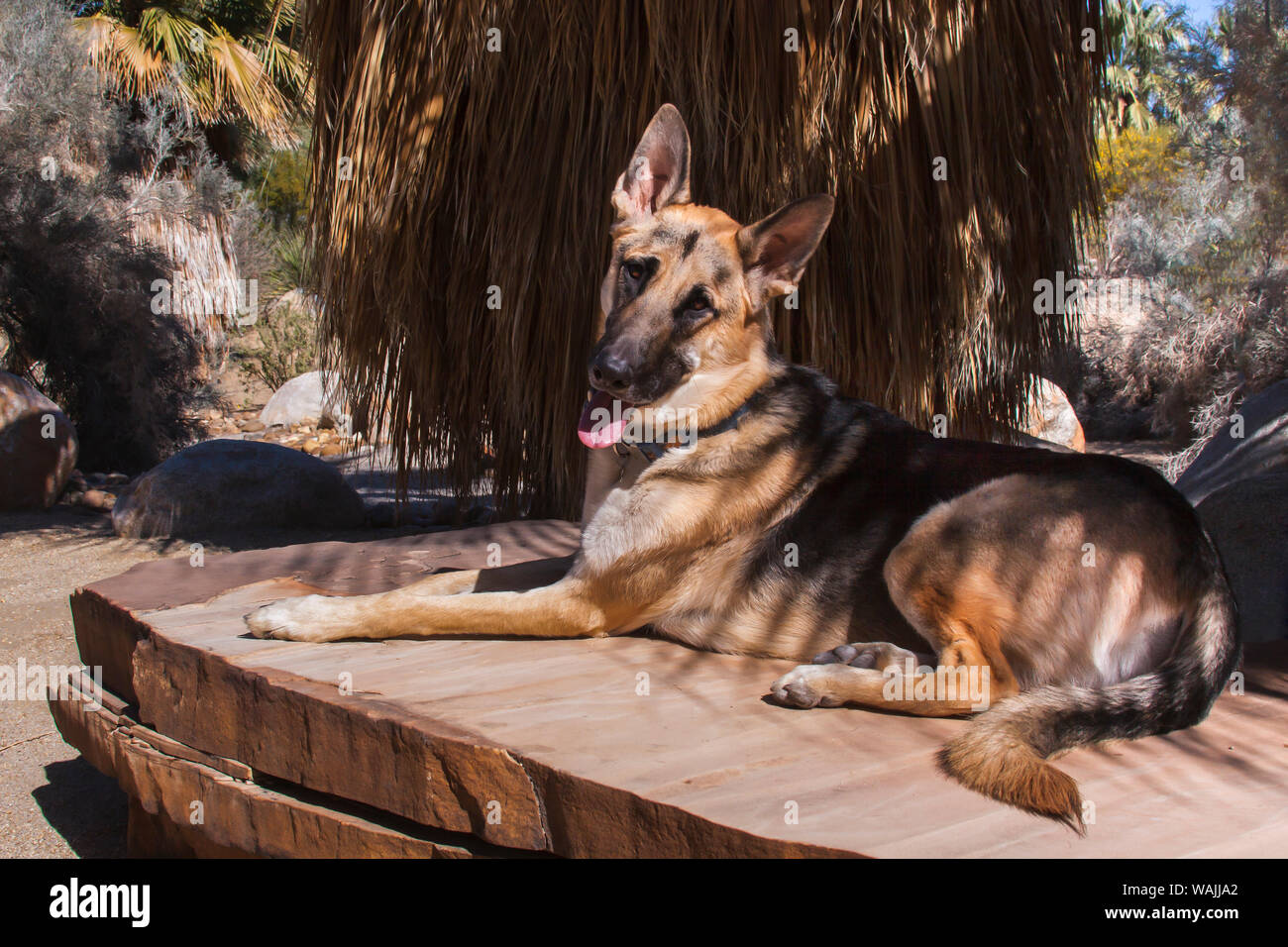 German sheep herder hi-res stock photography and images - Alamy