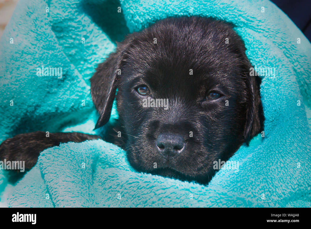 Cute Black Lab Puppies With Blue Eyes
