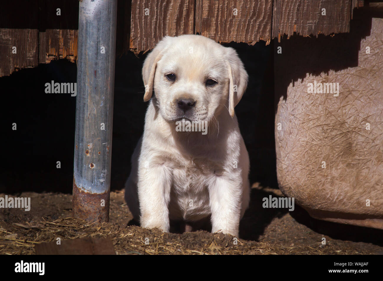 Labrador retriever group hi-res stock photography and images - Alamy