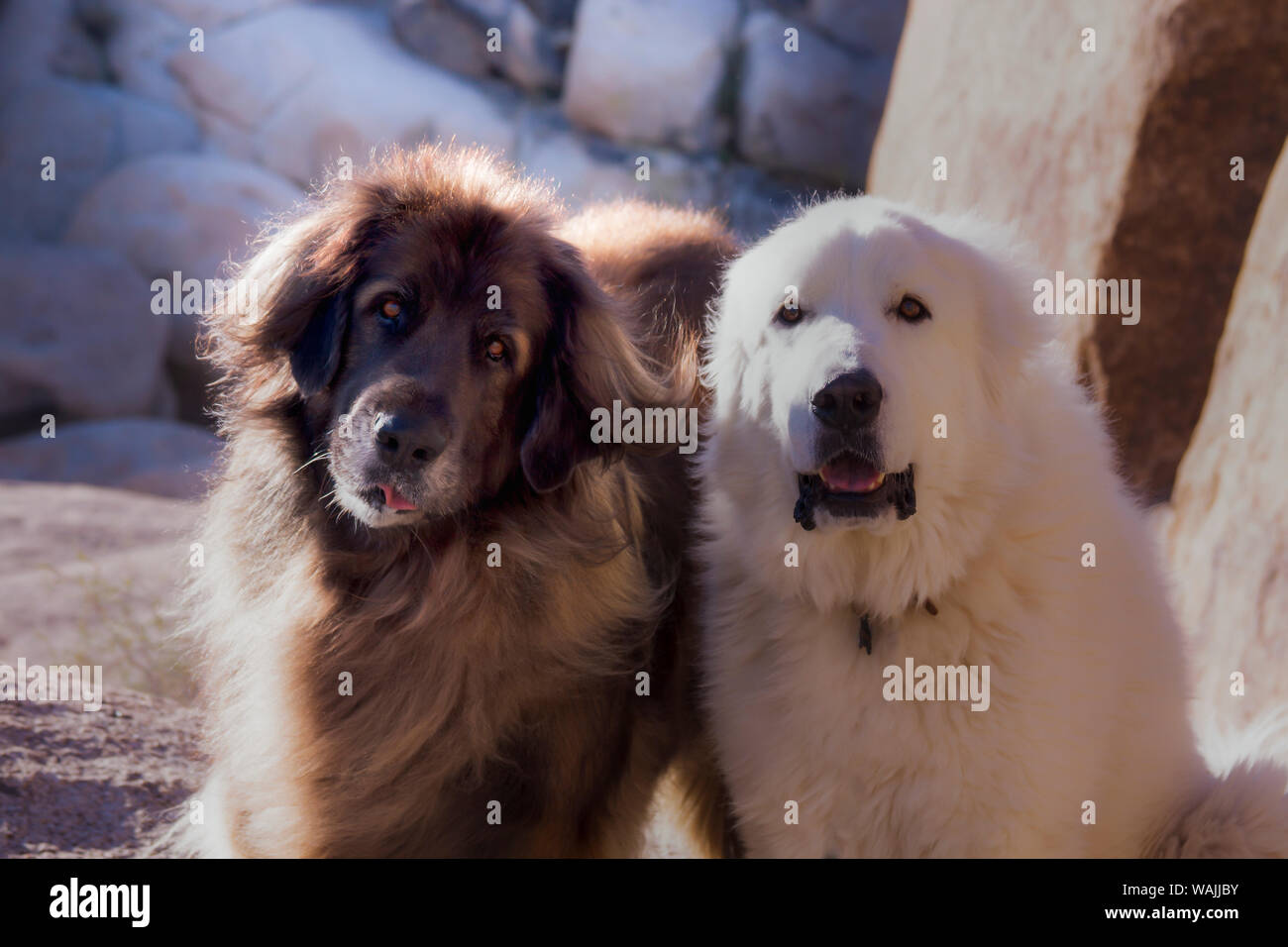 Great Pyrenees and Leonberger on granite boulders Stock Photo - Alamy