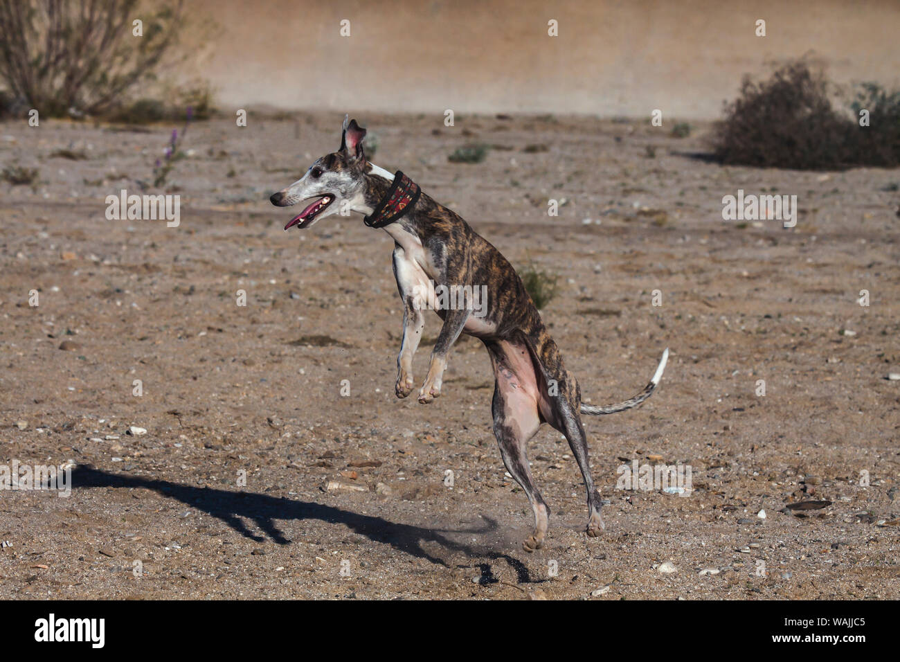 Whippets in motion Stock Photo - Alamy