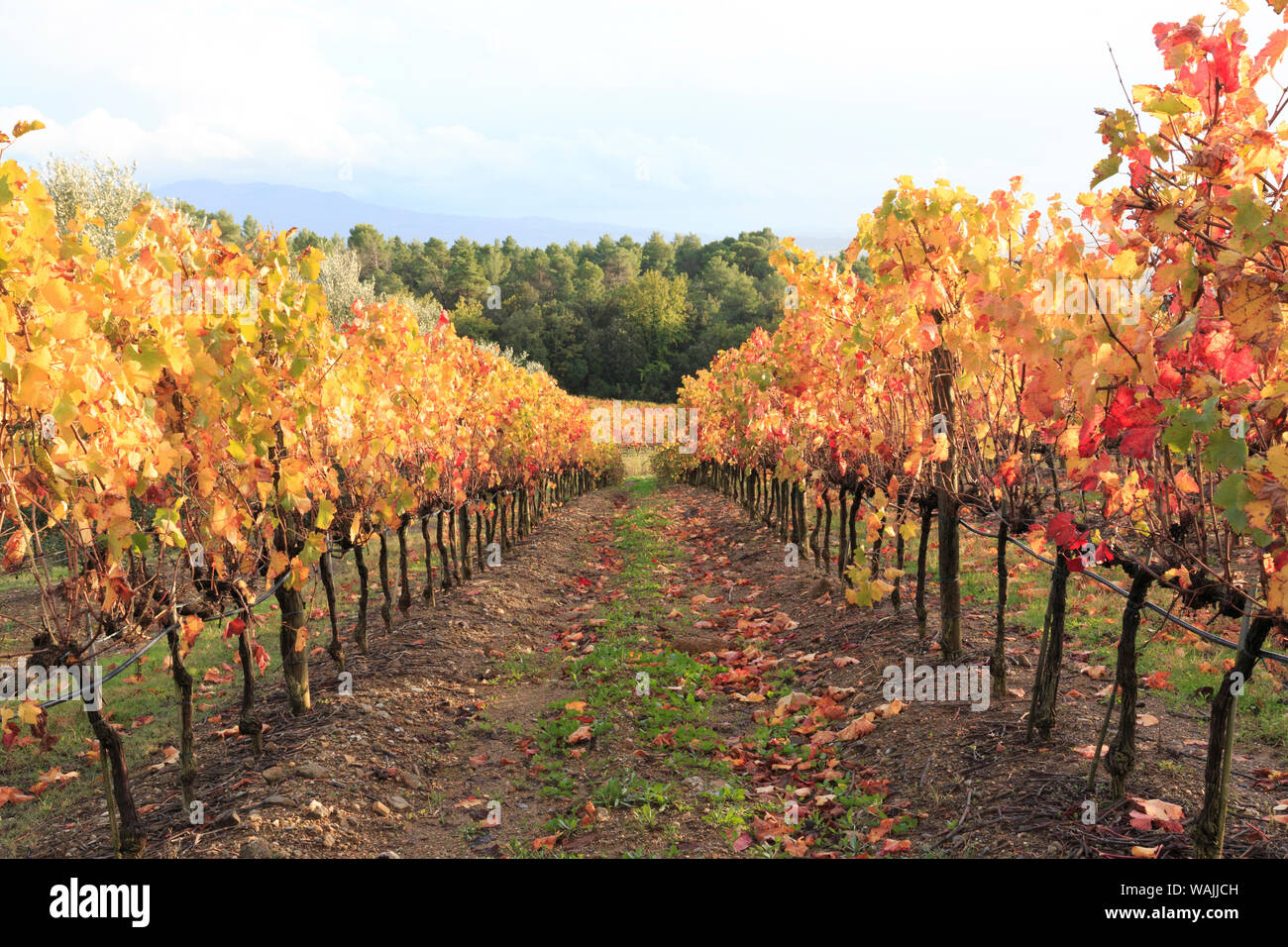Tuscany grape hi-res stock photography and images - Alamy