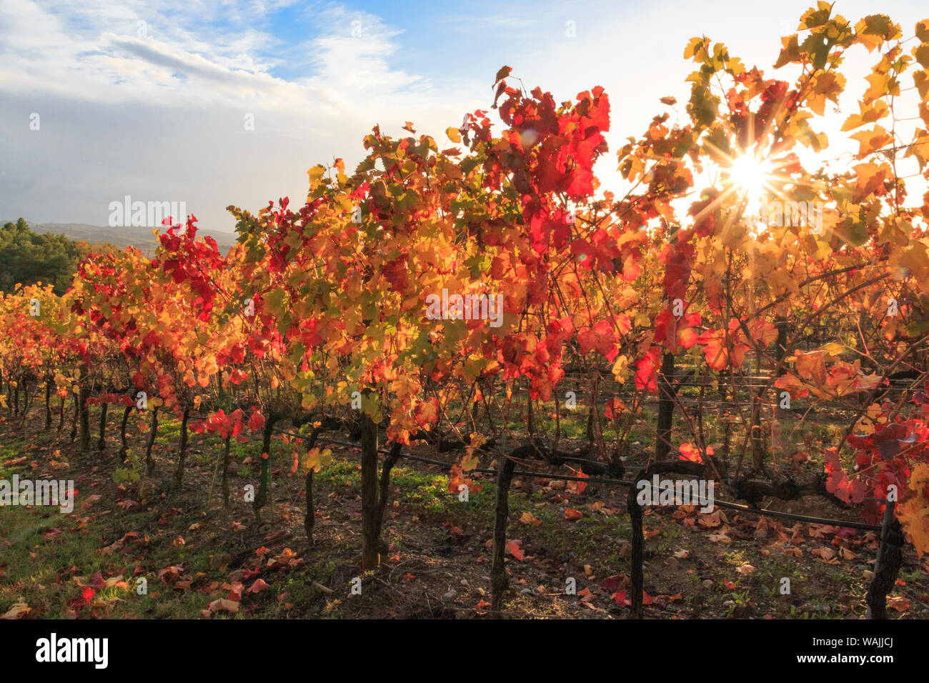 Tuscany grape hi-res stock photography and images - Alamy
