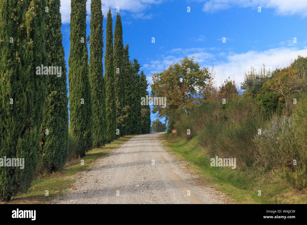 Italy, Tuscany, Pienza. Cypress trees Stock Photo - Alamy
