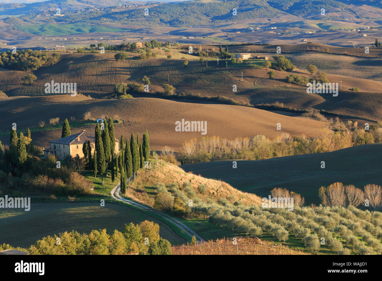 Italy, Tuscany, Pienza. Cypress trees Stock Photo - Alamy