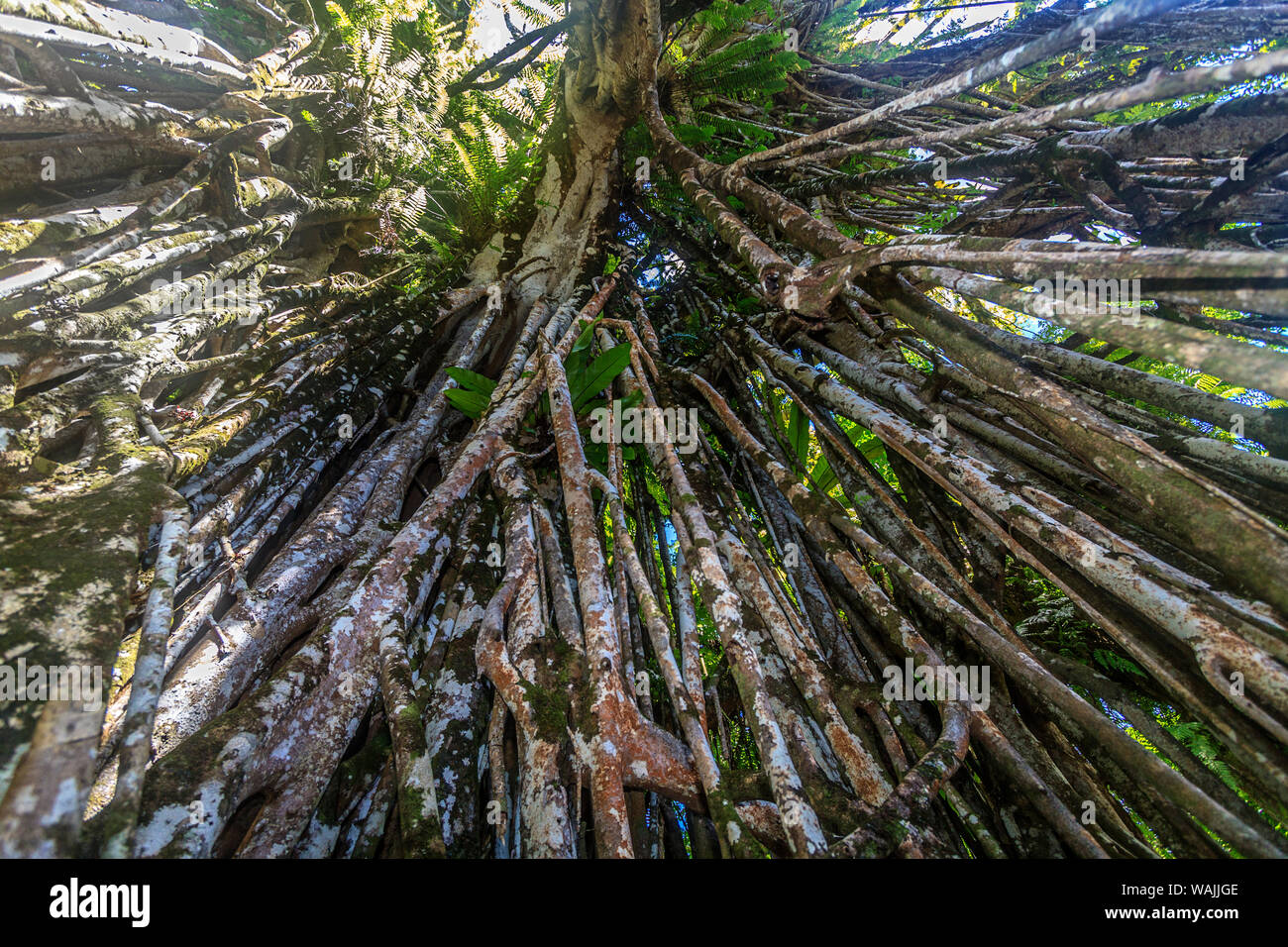 Kosrae, Micronesia. Largest banyon tree on the island. The base of ...
