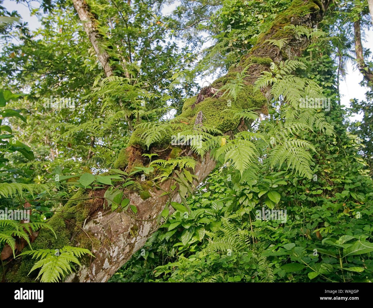 Kosrae, Micronesia. Ferns and other tropical plants climb a tree Stock ...