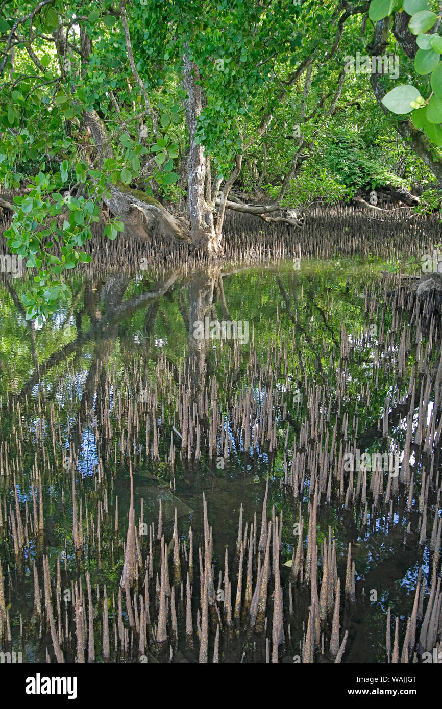 Kosrae, Micronesia. Mangrove trees with air roots showing at low tide ...