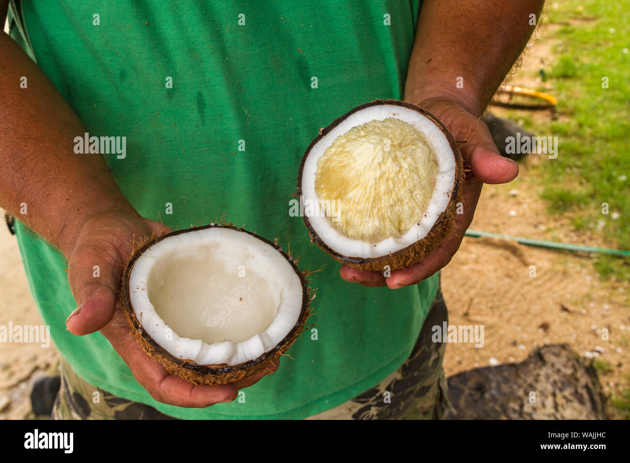 Kosrae, Micronesia. Srimite, called 'coconut foam' in Micronesia, forms ...