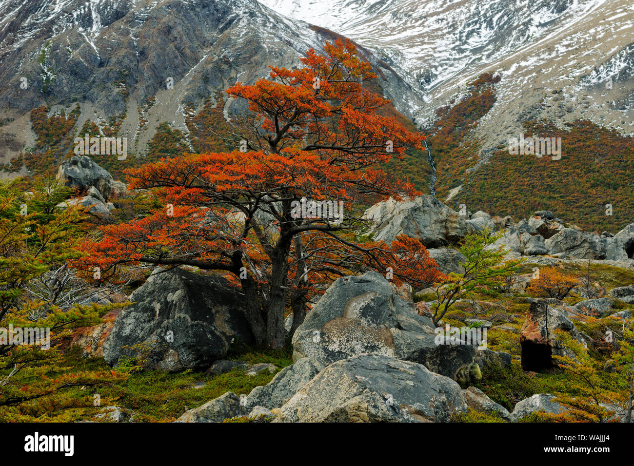 Lenga tree hi-res stock photography and images - Alamy
