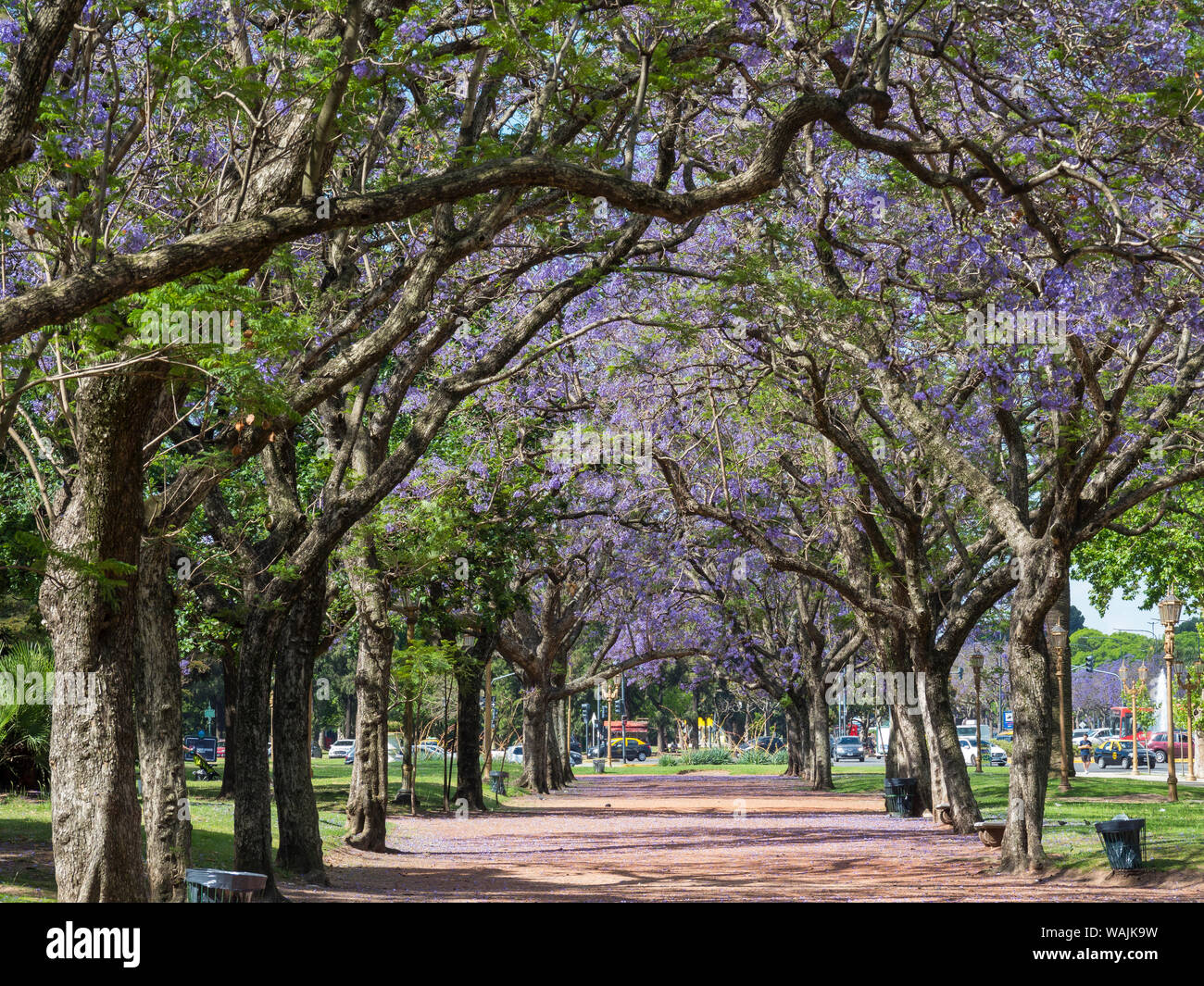 Jacaranda buenos aires hi-res stock photography and images - Alamy