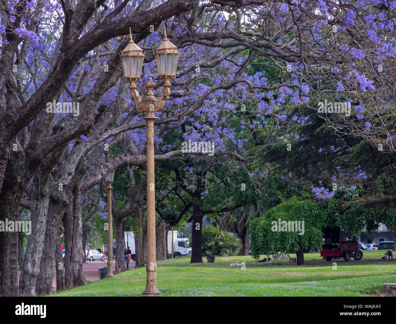 Jacaranda buenos aires hi-res stock photography and images - Alamy