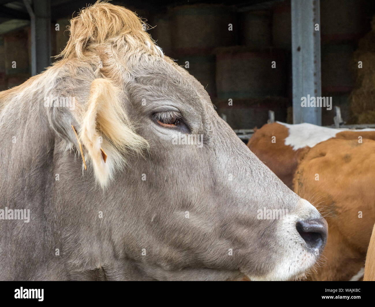 Cows in the barn hi-res stock photography and images - Alamy