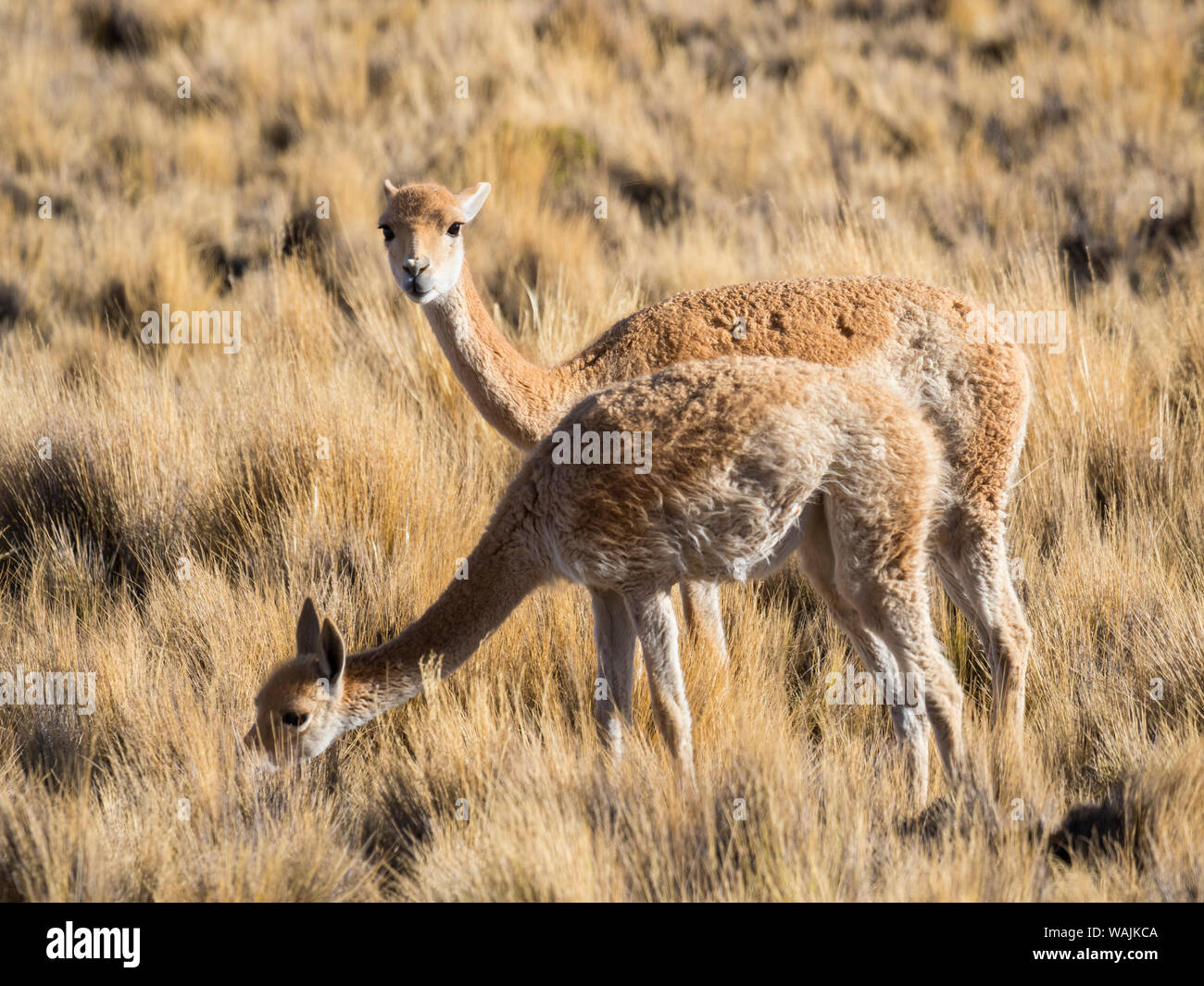 Festuca de color hi-res stock photography and images - Alamy
