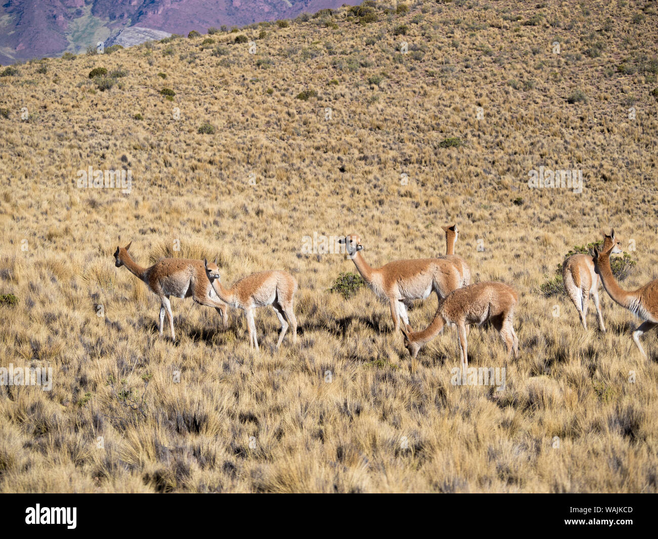 Vicuna (Vicugna vicugna) in the Altiplano of Argentina near the ...