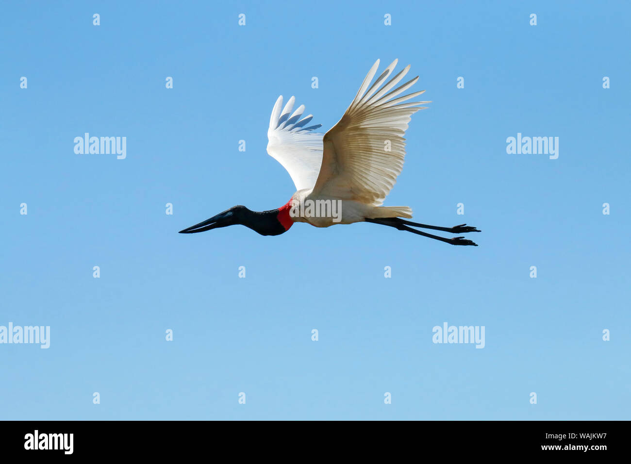 Pantanal, Mato Grosso, Brazil. Jabiru flying Stock Photo - Alamy