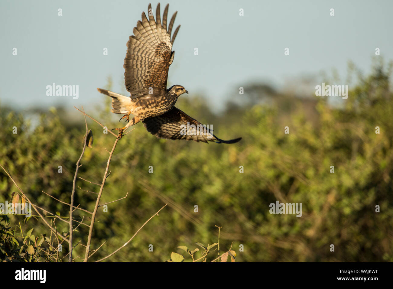 Pantanal, Mato Grosso, Brazil. Snail Kite in flight Stock Photo - Alamy