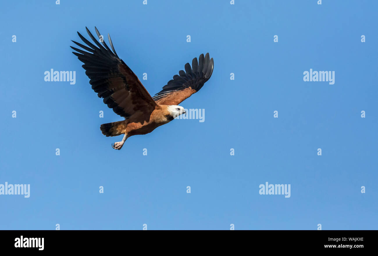 Fast horizontal flight hi-res stock photography and images - Alamy