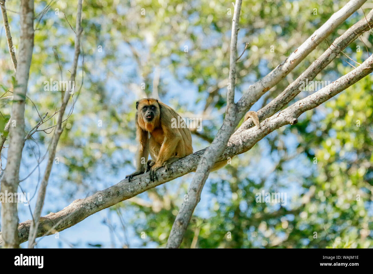 Pantanal, Mato Grosso, Brazil. Female Black Howler Monkey (Alouatta ...