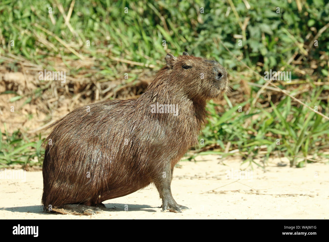 Pantanal, Mato Grosso, Brazil. Adult Capybara sitting on a sandy beach ...