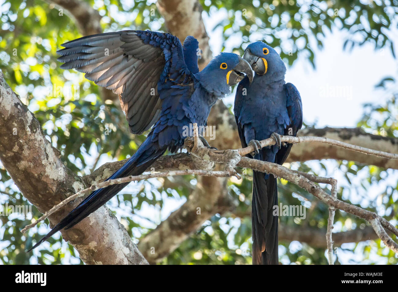 Male and female macaw hi-res stock photography and images - Alamy