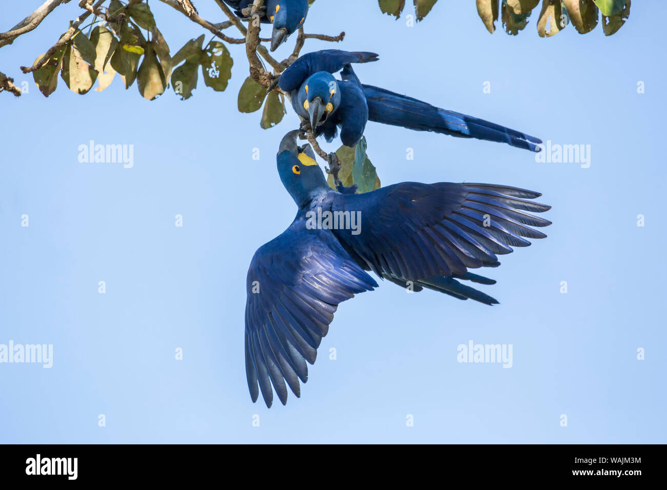 Male and female macaw hi-res stock photography and images - Alamy