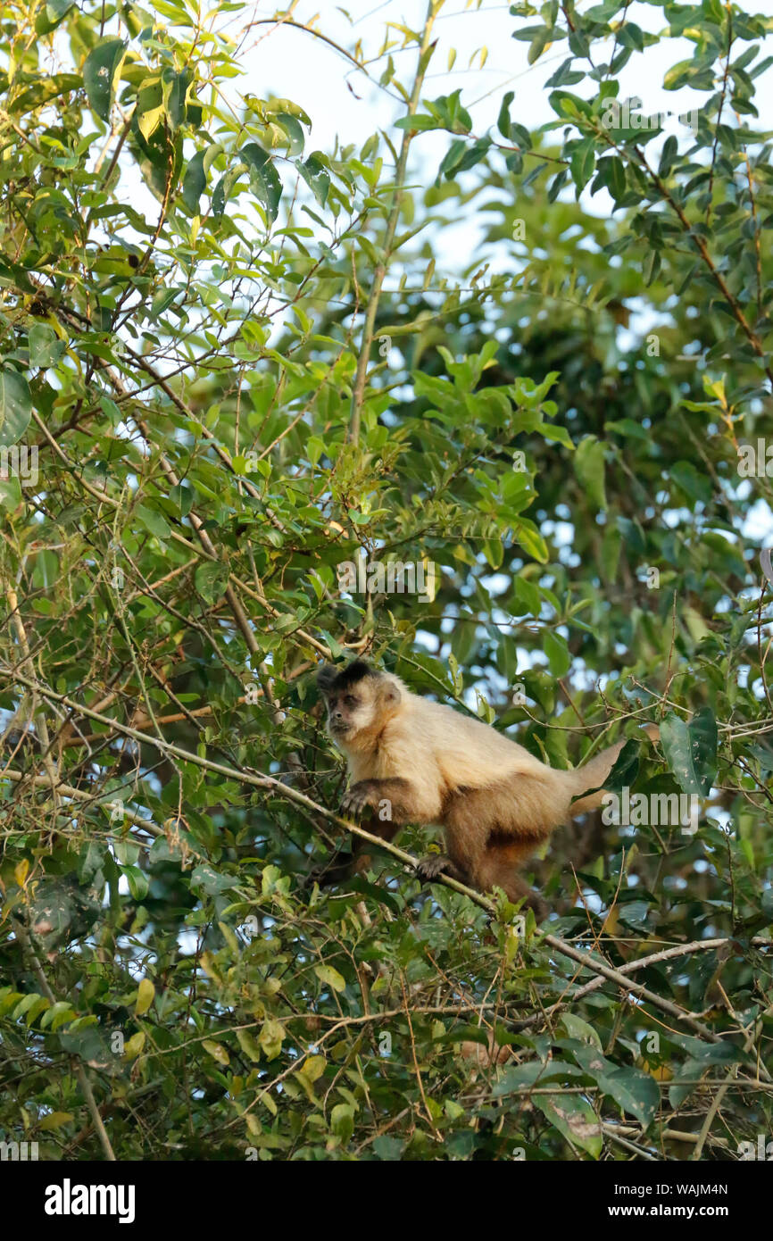 Black capped capuchin hi-res stock photography and images - Alamy