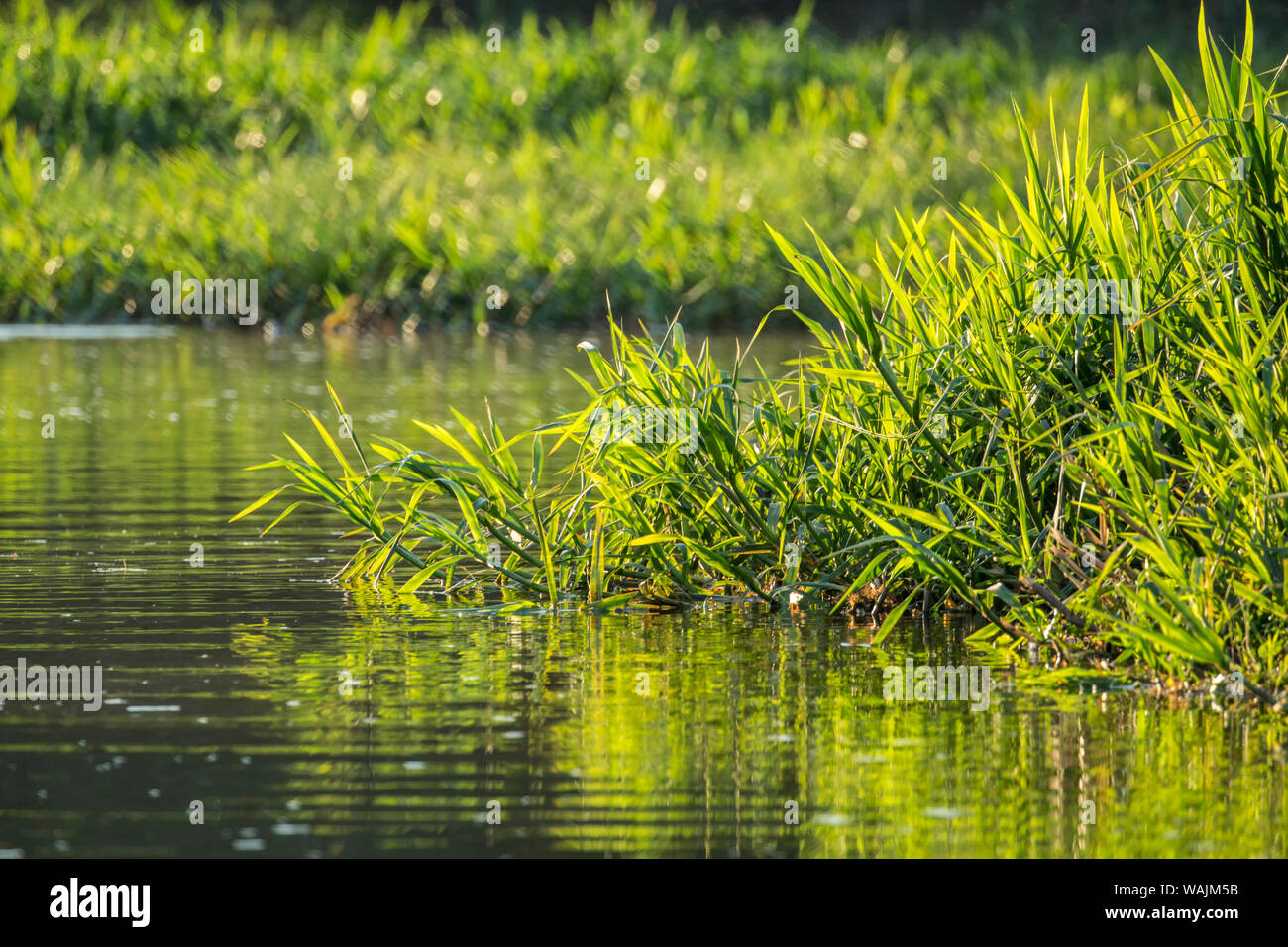 Pantanal, Mato Grosso, Brazil. Backlit grasses growing in a shallow ...