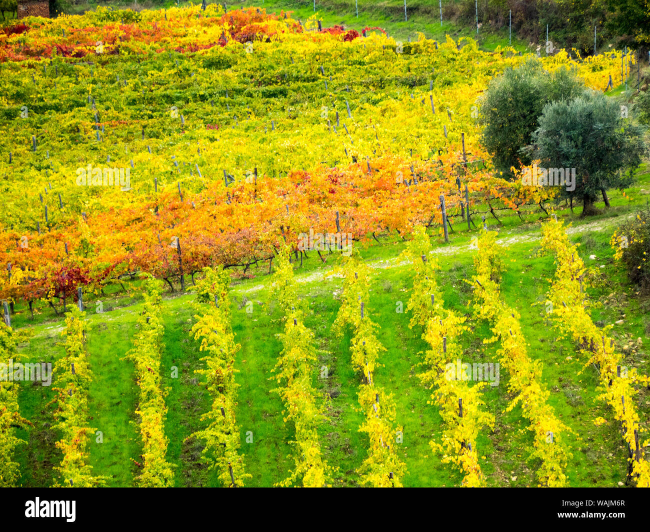 Italy, Tuscany. Autumn colors in Chianti Stock Photo - Alamy