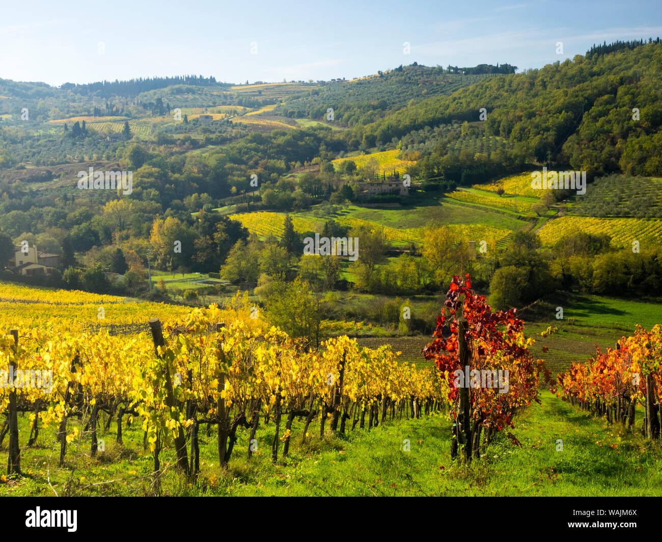 Italy, Tuscany. Autumn colors in Chianti Stock Photo - Alamy