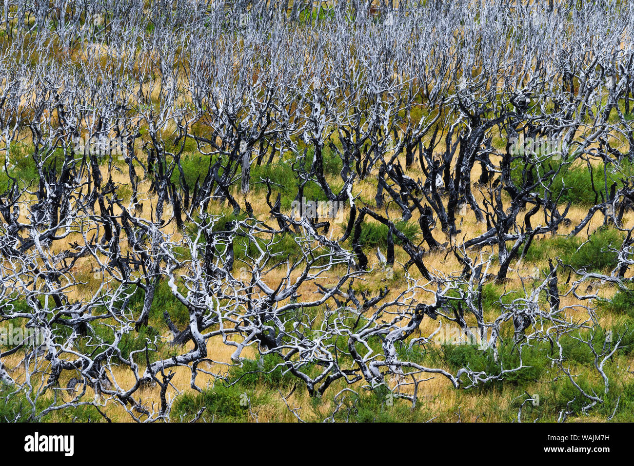 Chile, Torres del Paine National Park, dead trees abstract Stock Photo ...
