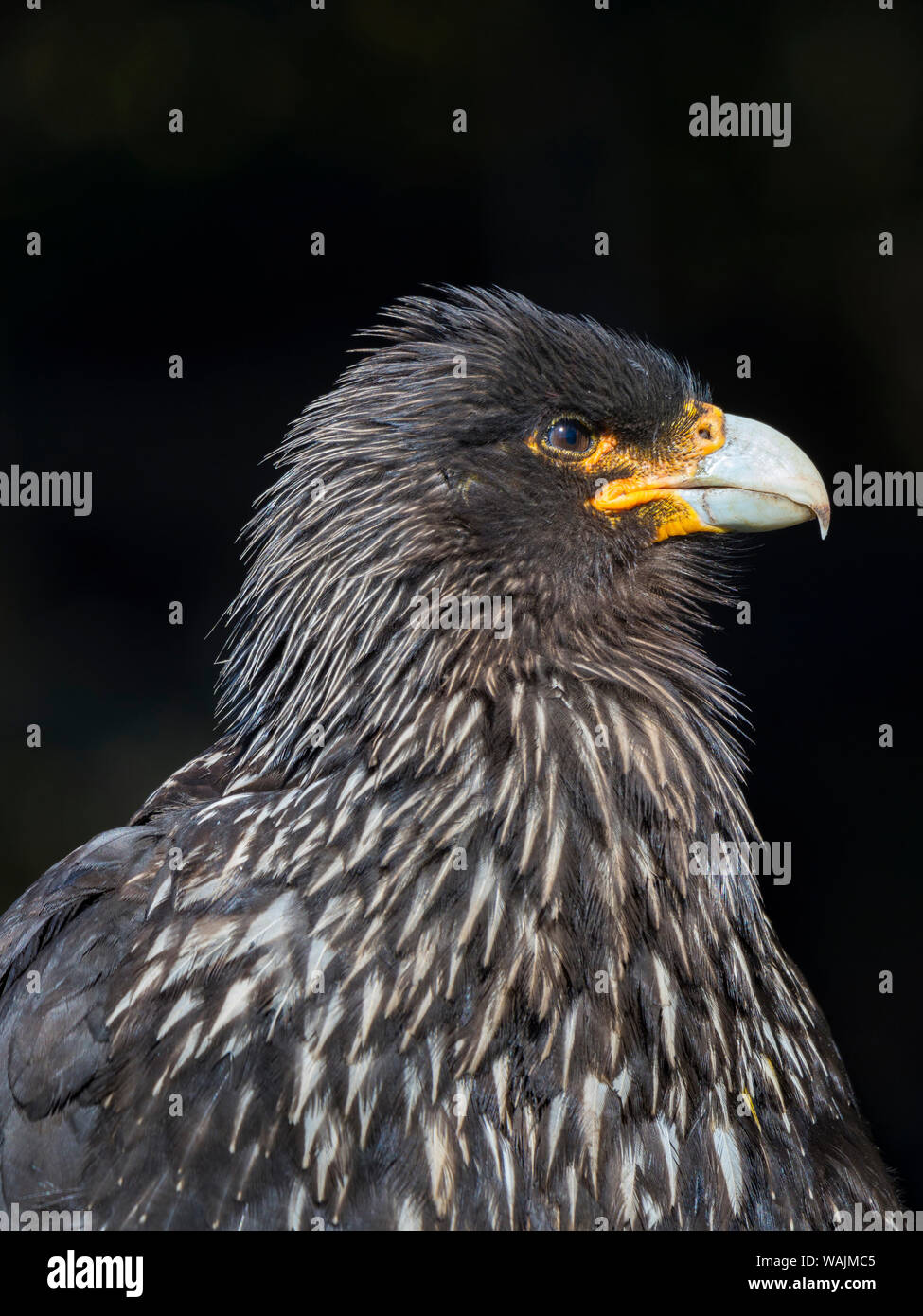 Falcon island hi-res stock photography and images - Alamy