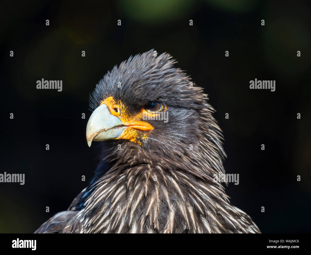 Falcon Island High Resolution Stock Photography and Images - Alamy