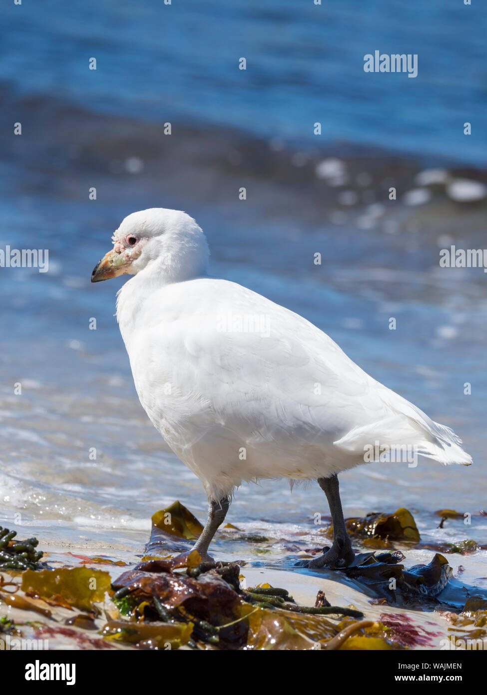 Snowy Sheathbill or Greater Sheathbill (Chionis alba). Sheathbills are ...