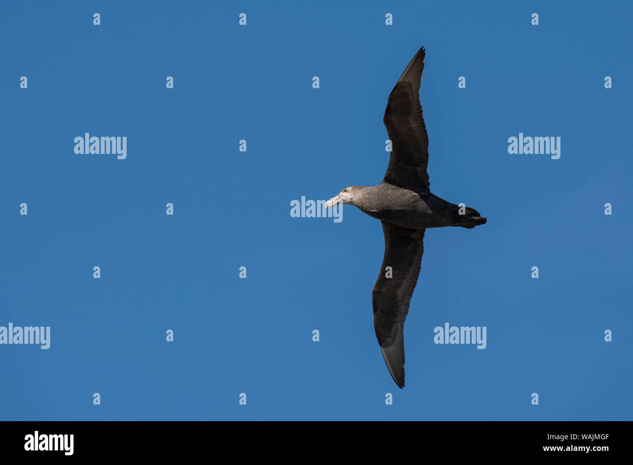 Southern giant petrel, Macronectes giganteus, flying Stock Photo - Alamy